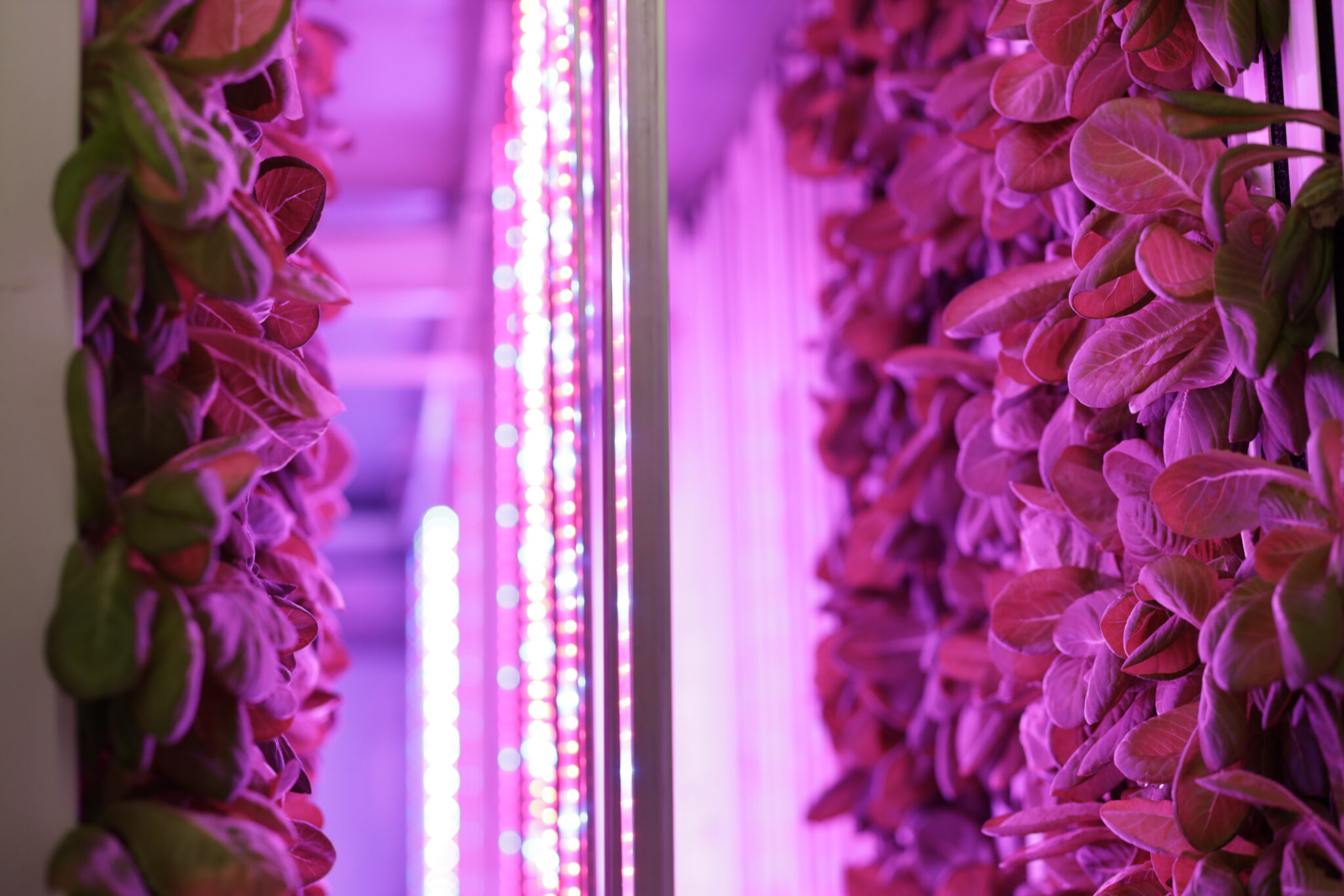 Importance of lighting in Hydroponics - 365Dfarms