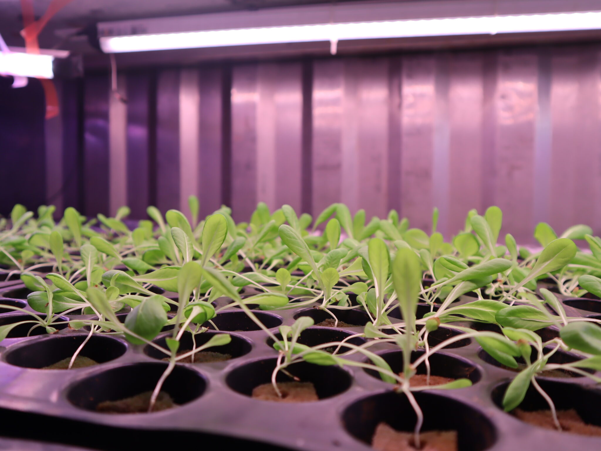 Why Grow Saffron Indoors? Benefits and Opportunities for Urban Farmers ...