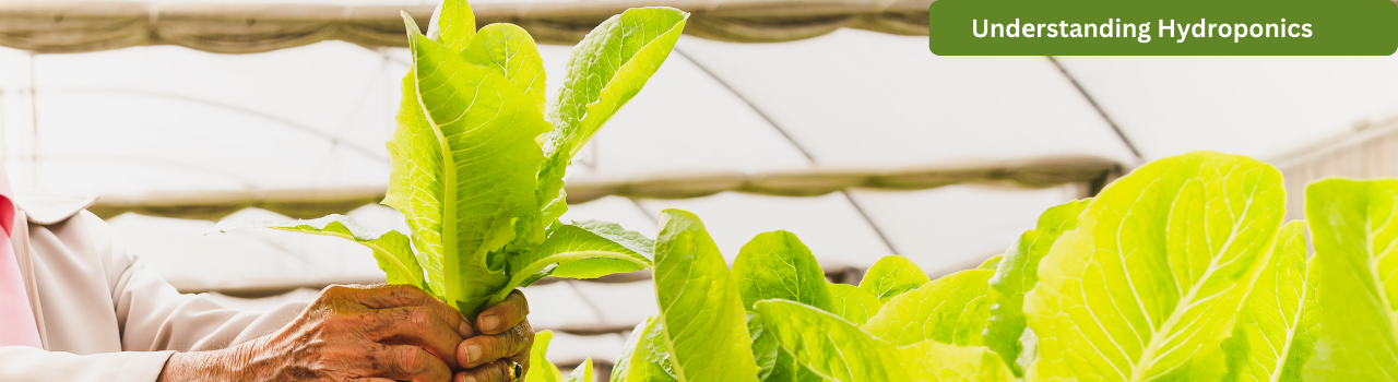 Getting Started with Hydroponics: A Beginner’s Guide