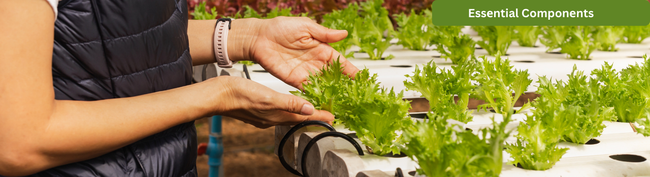 Getting Started with Hydroponics: A Beginner’s Guide