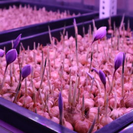 About Us - 365Dfarms