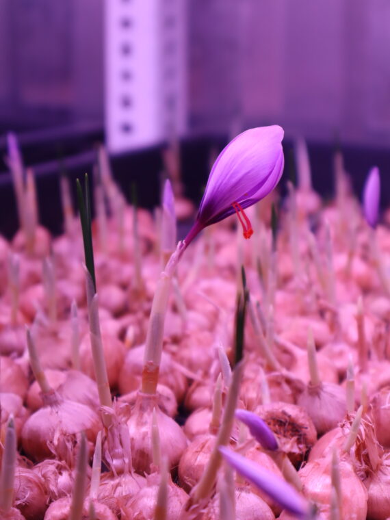 Unlocking the Potential: A Beginner’s Guide to Saffron Hydroponic ...