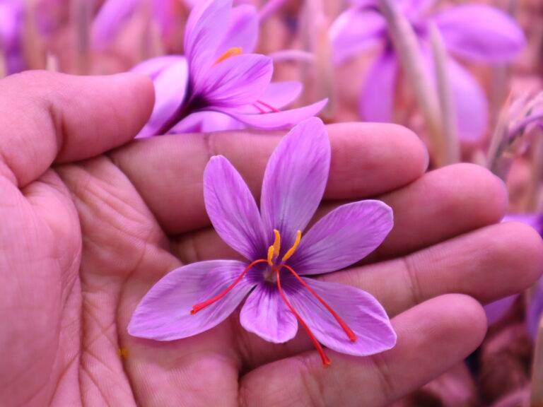 A Complete Guide to Indoor Saffron Farming: From Seed to Harvest ...