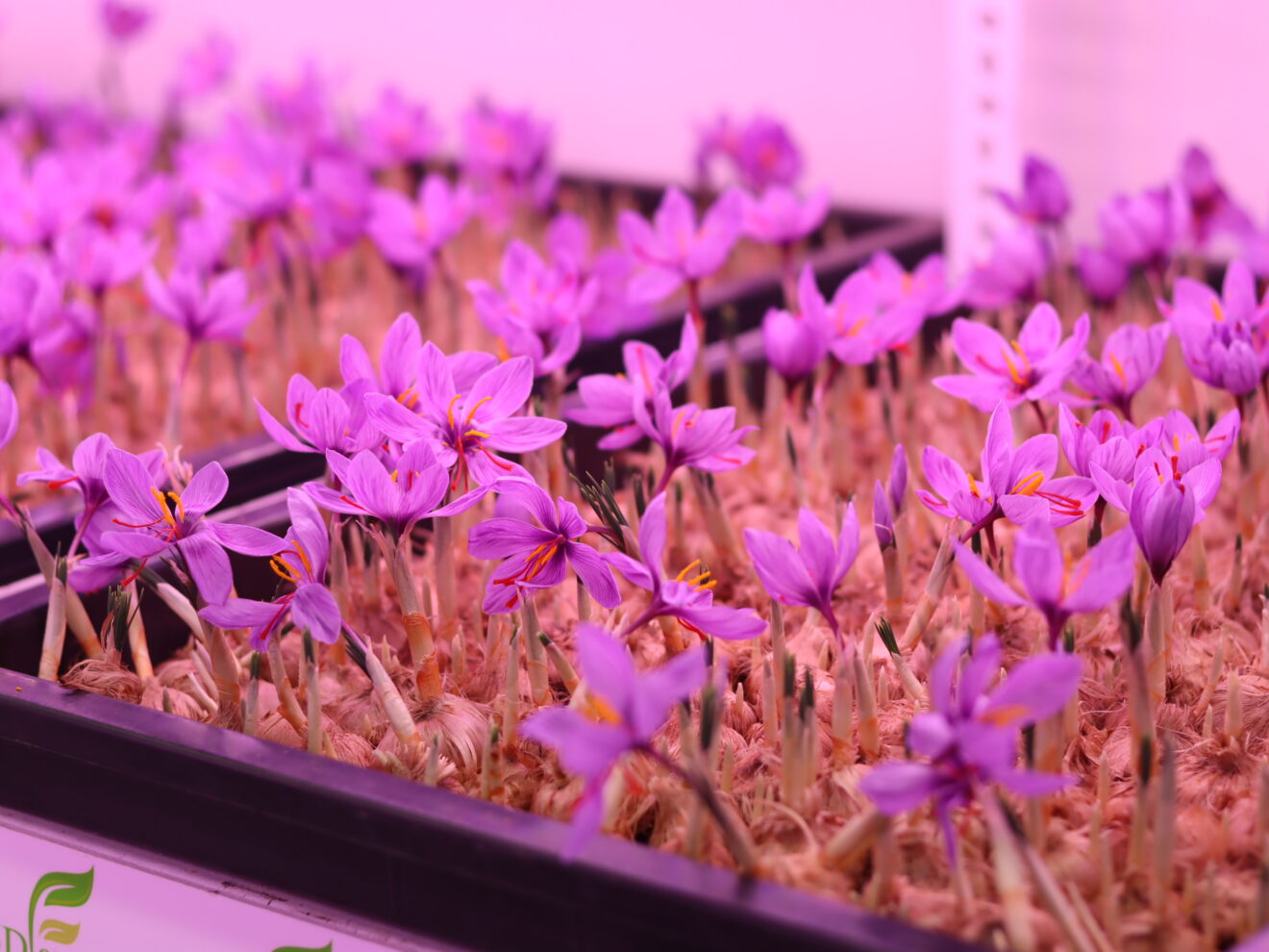 Revolutionizing Spice Production: The Future of Saffron Farming with ...