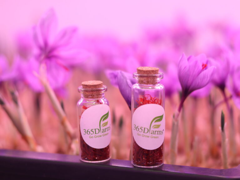 The Science Behind Saffron: What Makes This Spice So Special? - 365Dfarms