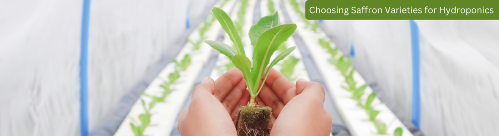 Hydroponic Saffron Cultivation Techniques - 365Dfarms
