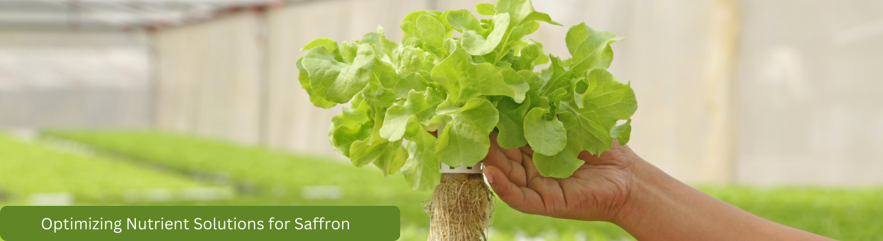 Hydroponic Saffron Cultivation Techniques - 365Dfarms