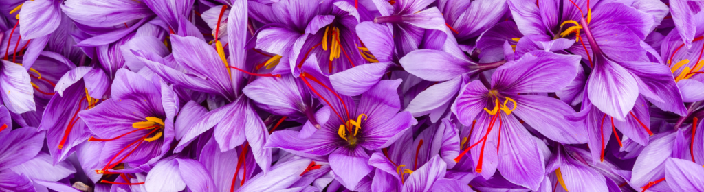 Unlocking the Potential: A Beginner’s Guide to Saffron Hydroponic ...