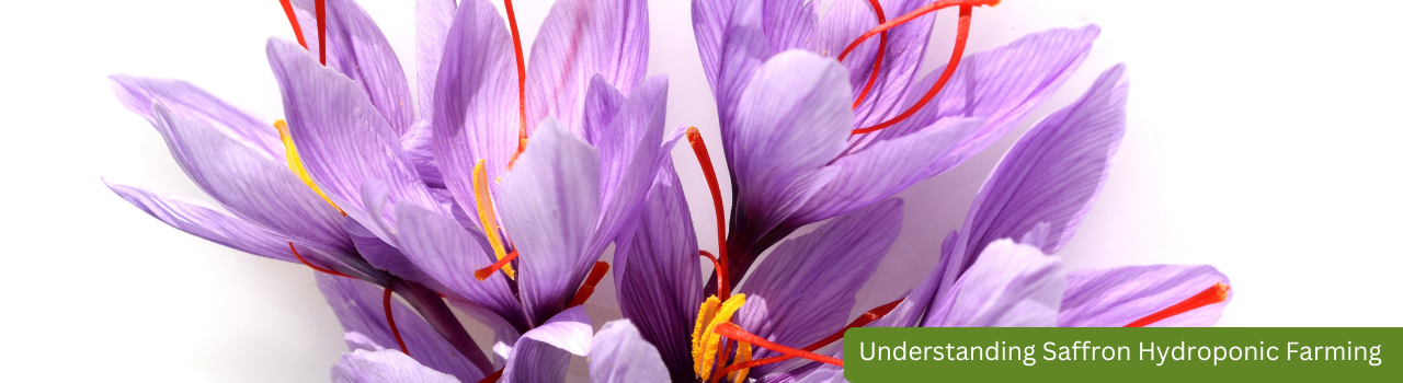 Unlocking the Potential: A Beginner’s Guide to Saffron Hydroponic ...