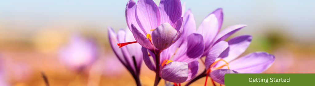 Unlocking the Potential: A Beginner’s Guide to Saffron Hydroponic ...