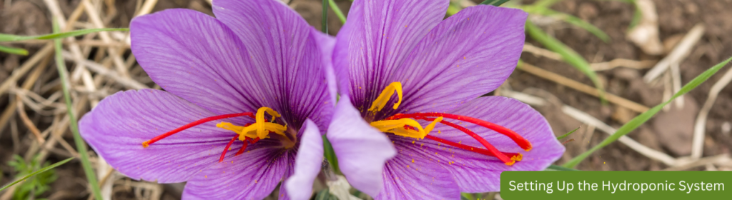 Unlocking the Potential: A Beginner’s Guide to Saffron Hydroponic ...