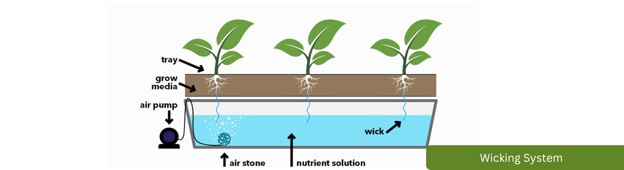 Exploring Hydroponic Systems: Wicking, Aeroponics, and Ebb and Flow ...